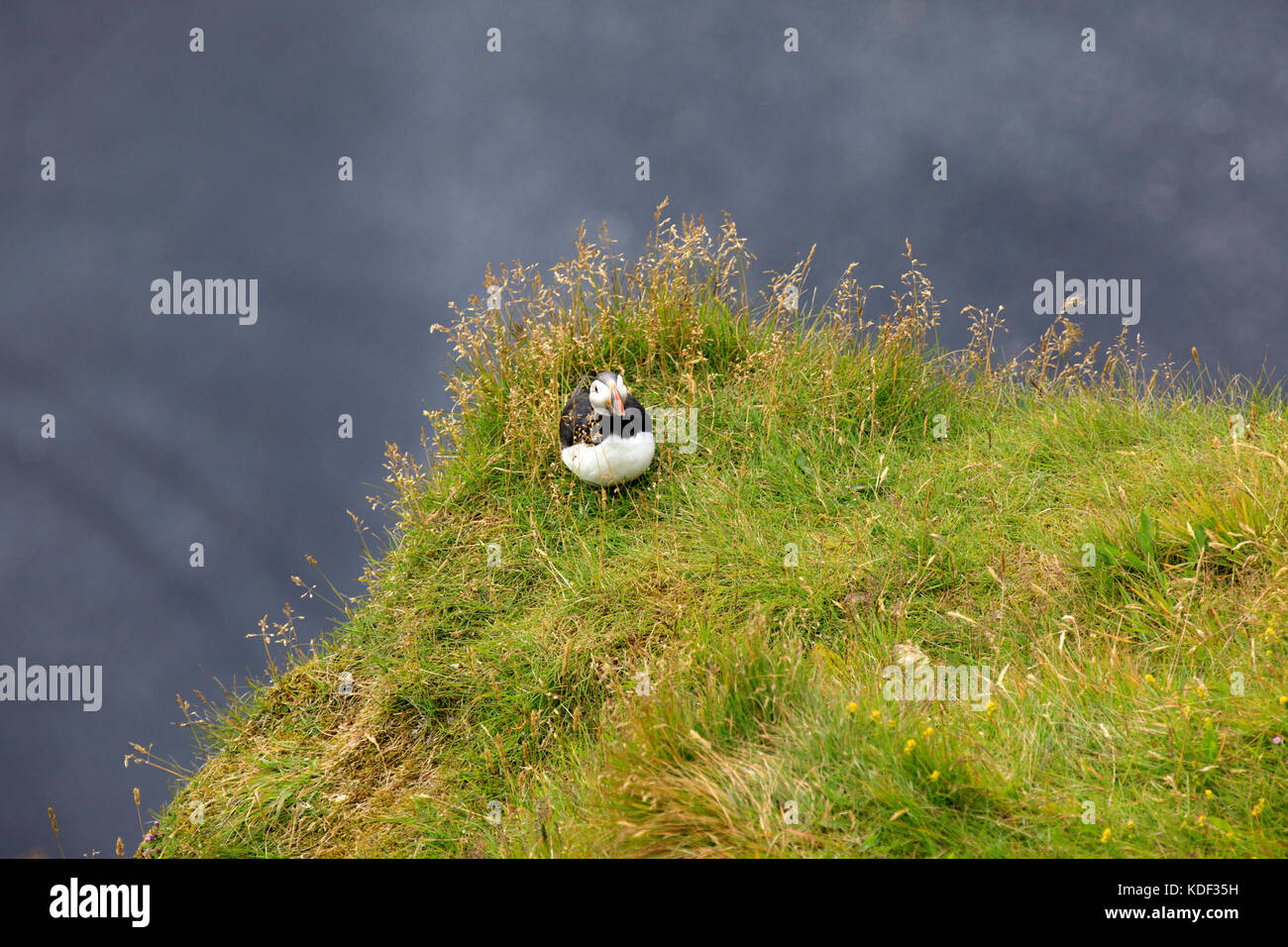 Dyrholaey promontory view, Vik, Iceland, Europe Stock Photo - Alamy