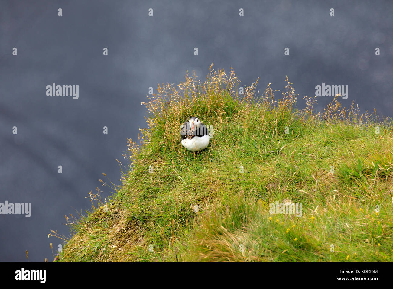Dyrholaey promontory view, Vik, Iceland, Europe Stock Photo - Alamy