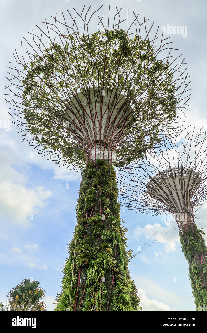 Supertrees, Supertree Grove, Gardens by the Bay, Singapore Stock Photo ...