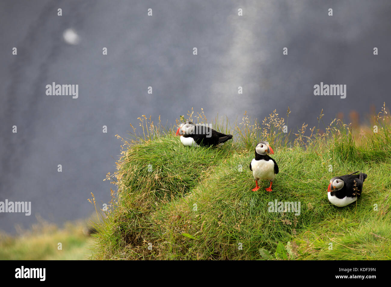 Dyrholaey promontory view, Vik, Iceland, Europe Stock Photo - Alamy
