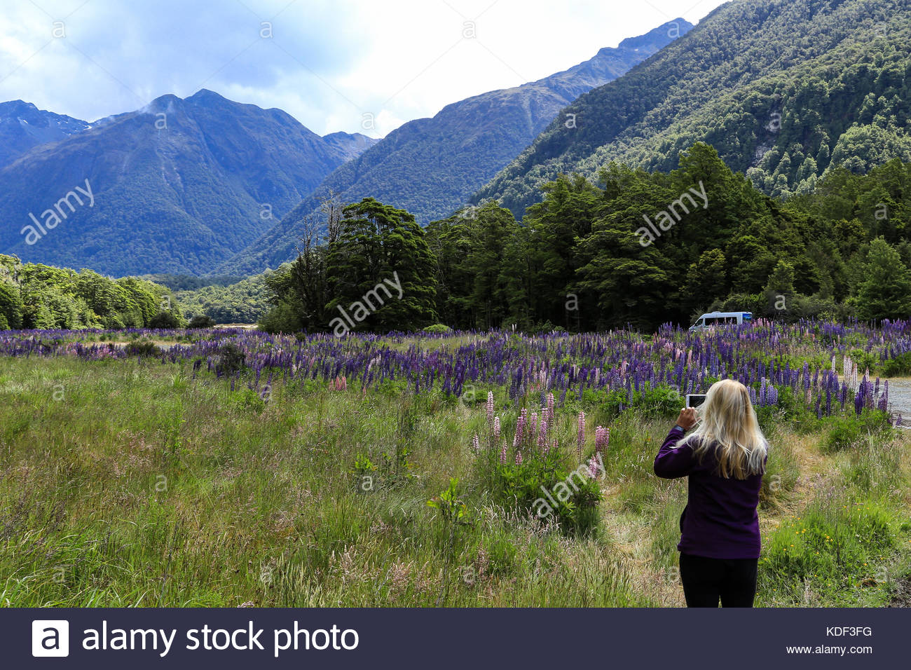 Maori New Zealand Landscape Stock Photos & Maori New Zealand Landscape ...