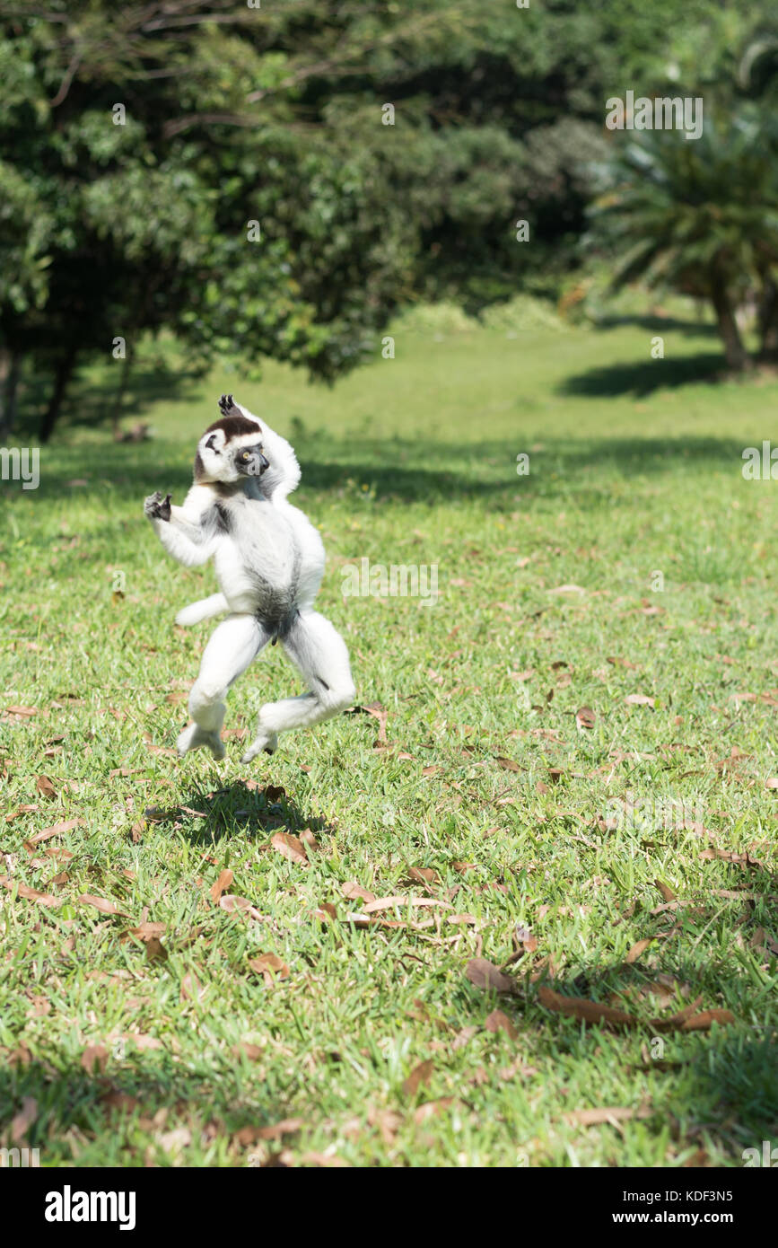 Sifaka lemur jumping on grass Stock Photo - Alamy
