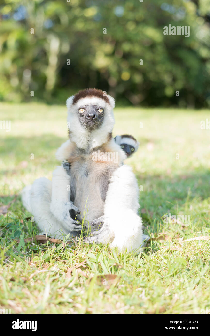 Closeup of a female sifaka lemur on grass with a baby on its back Stock ...