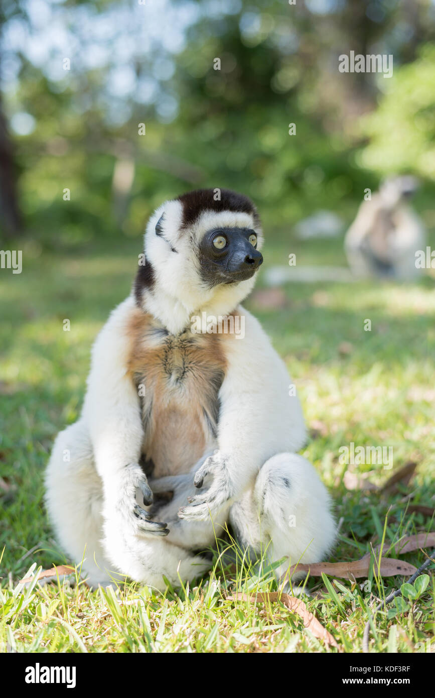 Sifaka lemur madagascar cute hi-res stock photography and images - Alamy