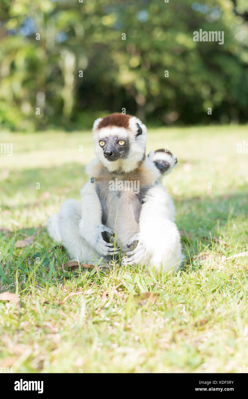 Closeup of a female sifaka lemur on grass with a baby on its back Stock ...