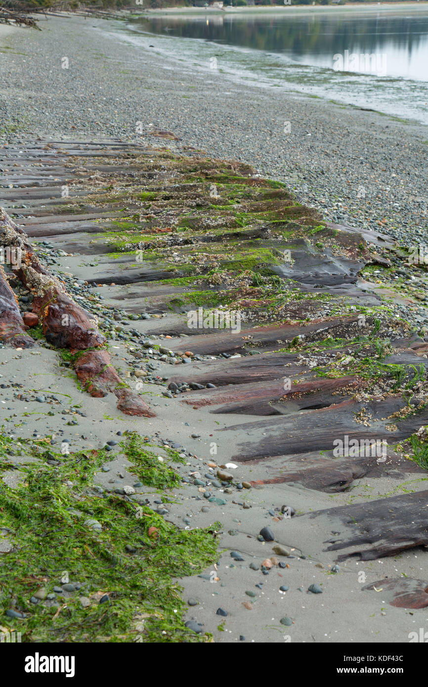 Plank beach road remnant, Fort Townsend Historical State Park ...