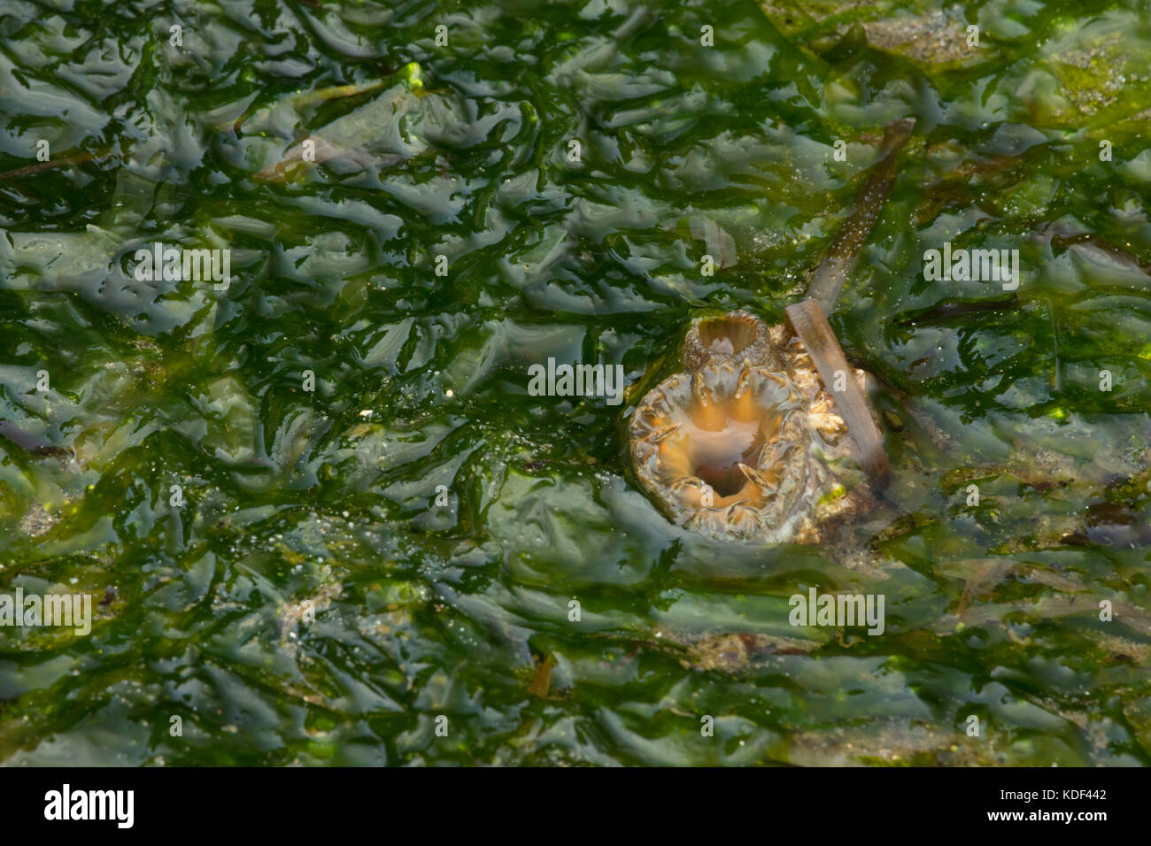 Clam siphon hi-res stock photography and images - Alamy