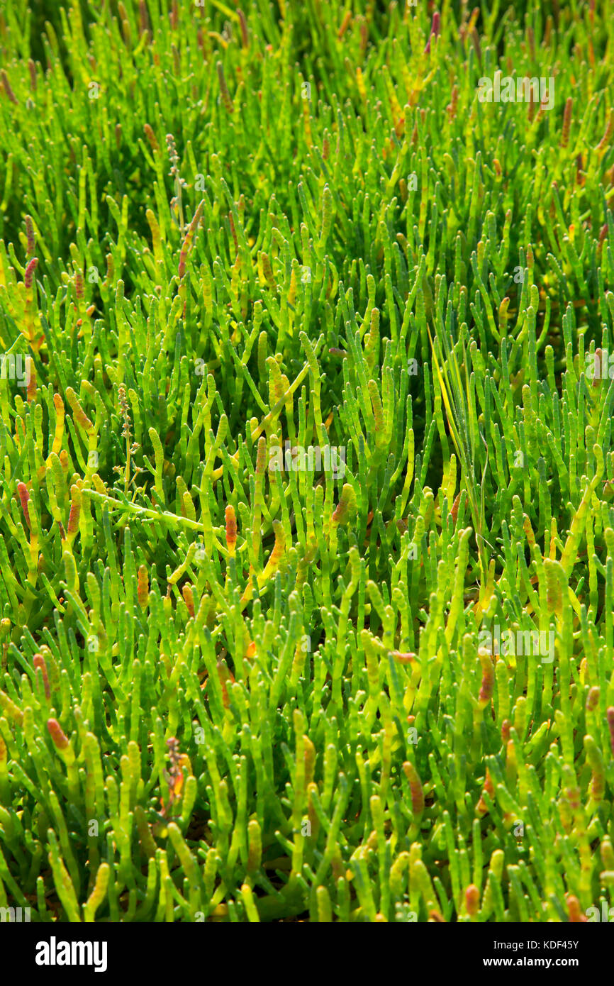 Pickleweed hi-res stock photography and images - Alamy