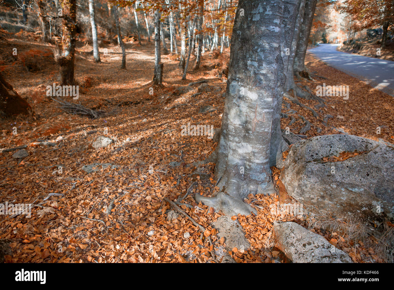 Autumn forest at Mata da Albergaria, Geres National Park, Portugal ...