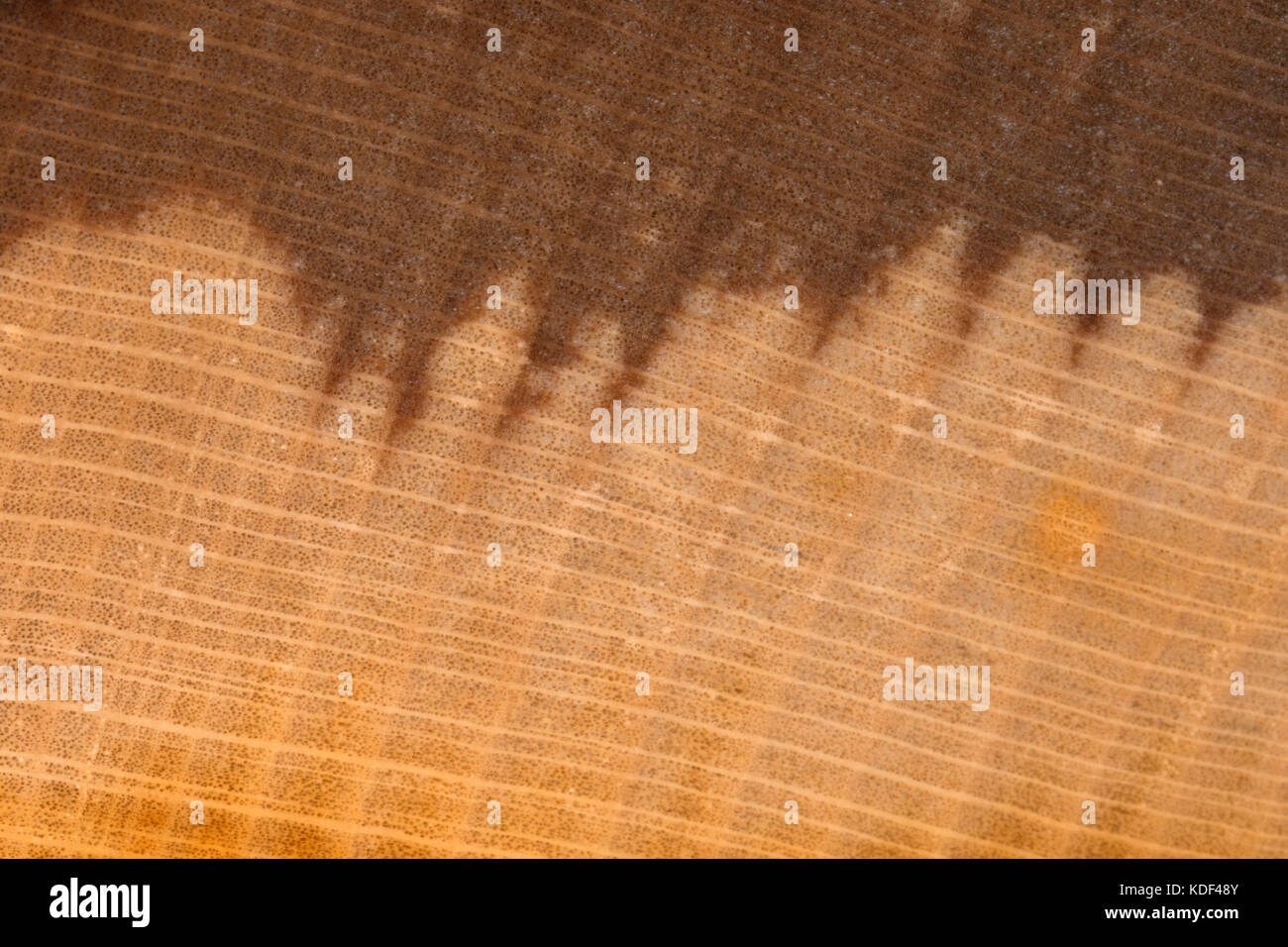 Crabtree Creek petrified wood, Oregon Stock Photo - Alamy