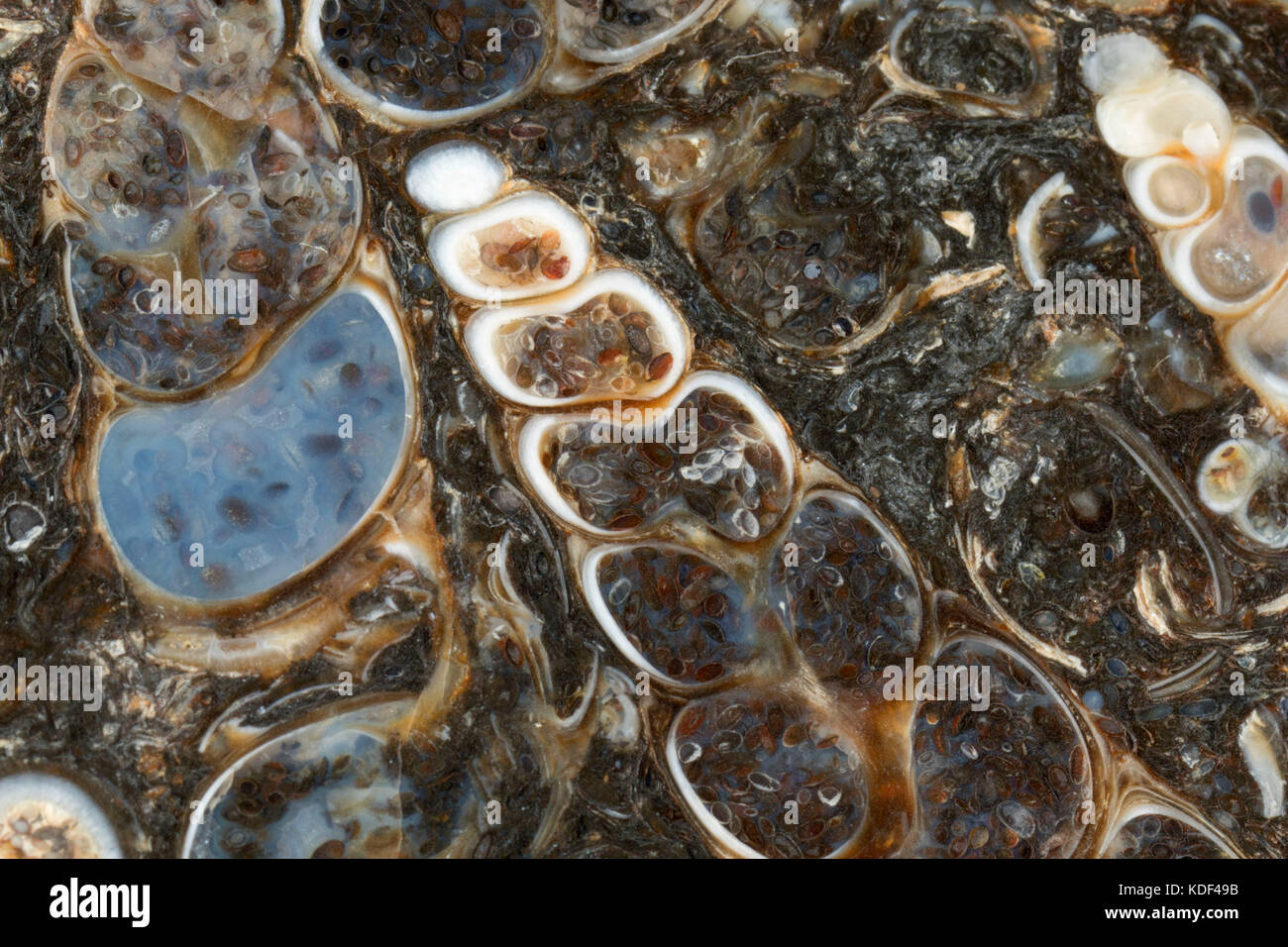 Turritella agate hi-res stock photography and images - Alamy