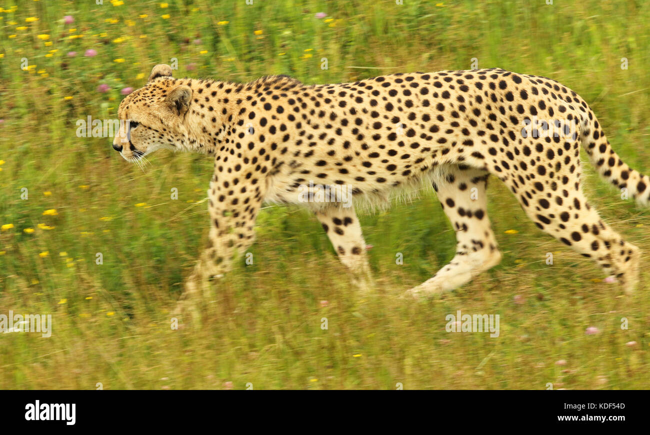 A young Cheetah moving through a field of flowers Stock Photo - Alamy