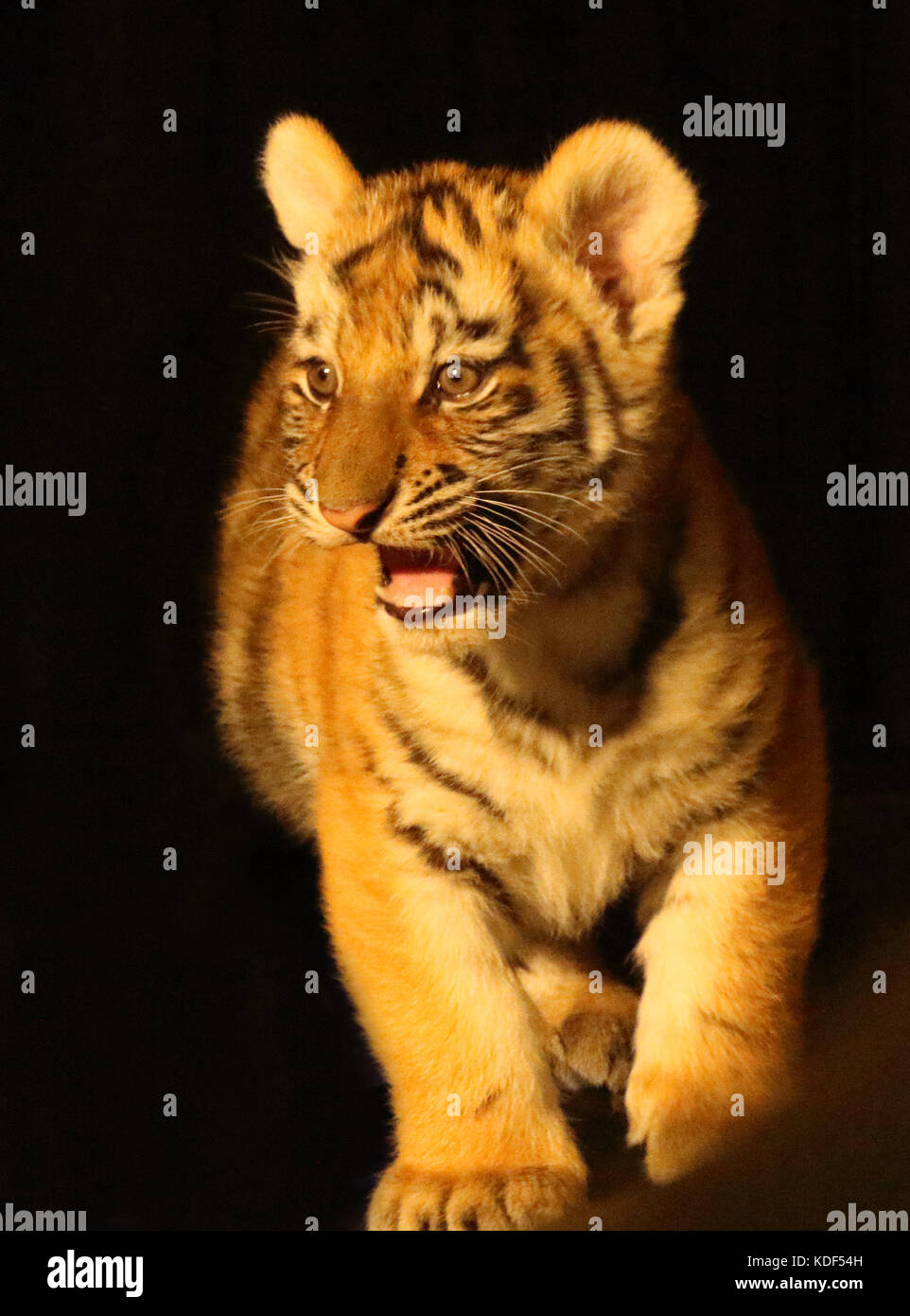 Cute tiger cub hi-res stock photography and images - Alamy
