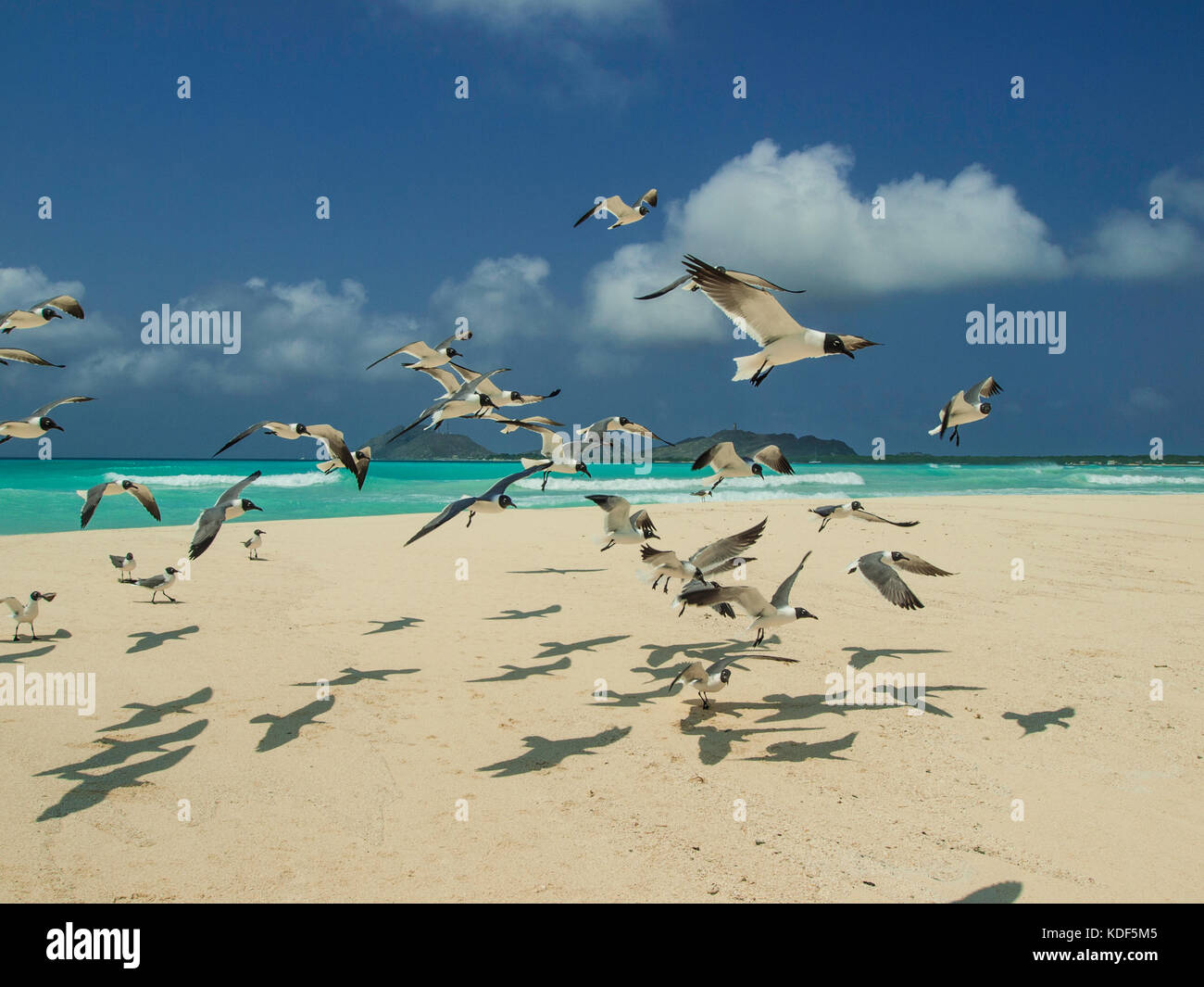 SEAGULL LOS ROQUES VENEZUELA Stock Photo - Alamy