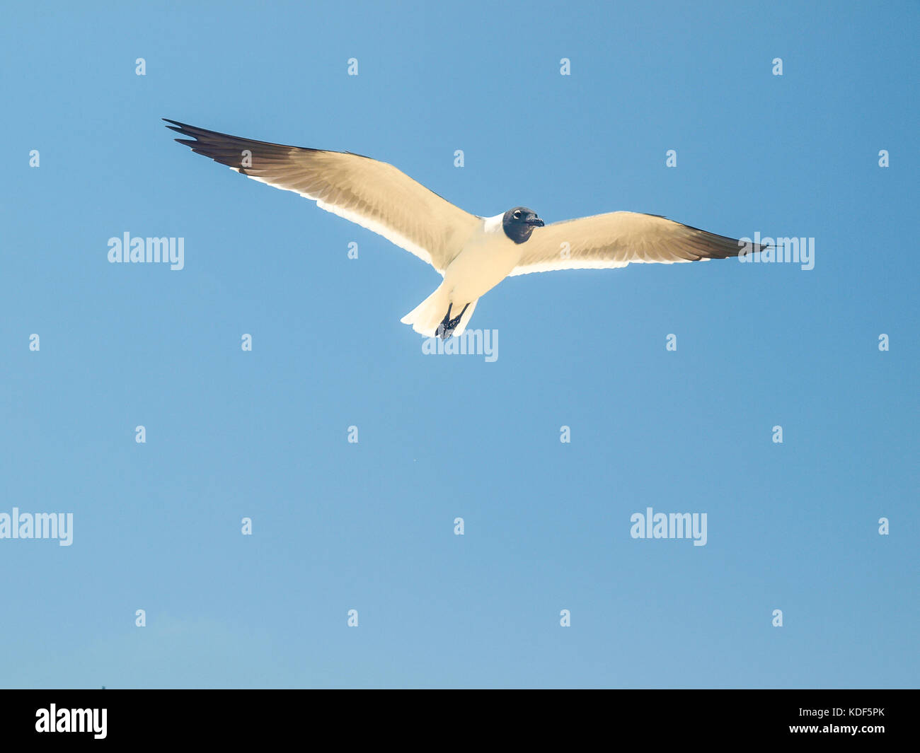 BIRDS LOS ROQUES VENEZUELA Stock Photo - Alamy