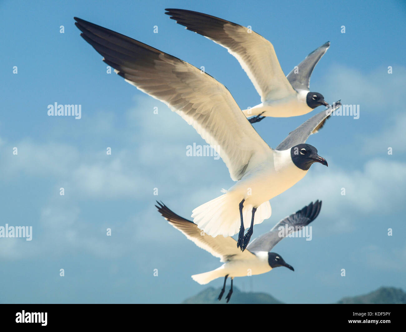 BIRDS LOS ROQUES VENEZUELA Stock Photo - Alamy