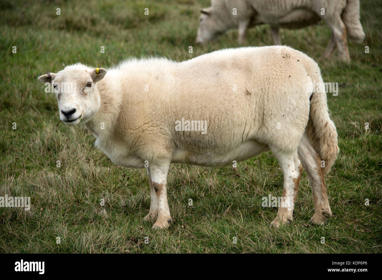 Seven Sisters Country Park situated at Exceat in East Sussex between ...