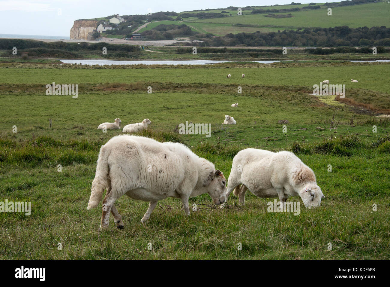 Seven Sisters Country Park situated at Exceat in East Sussex between ...