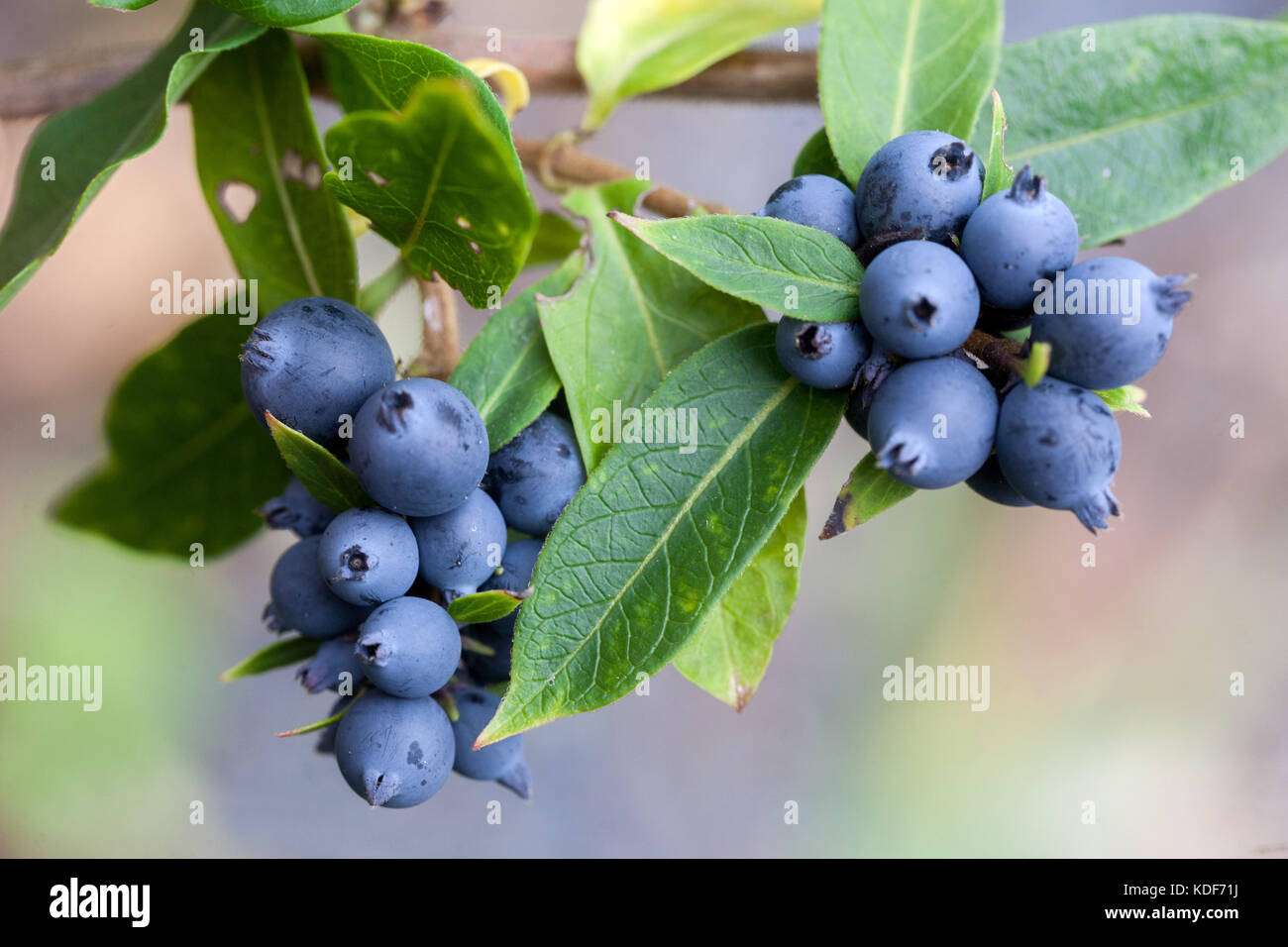Lonicera berries hi-res stock photography and images - Alamy