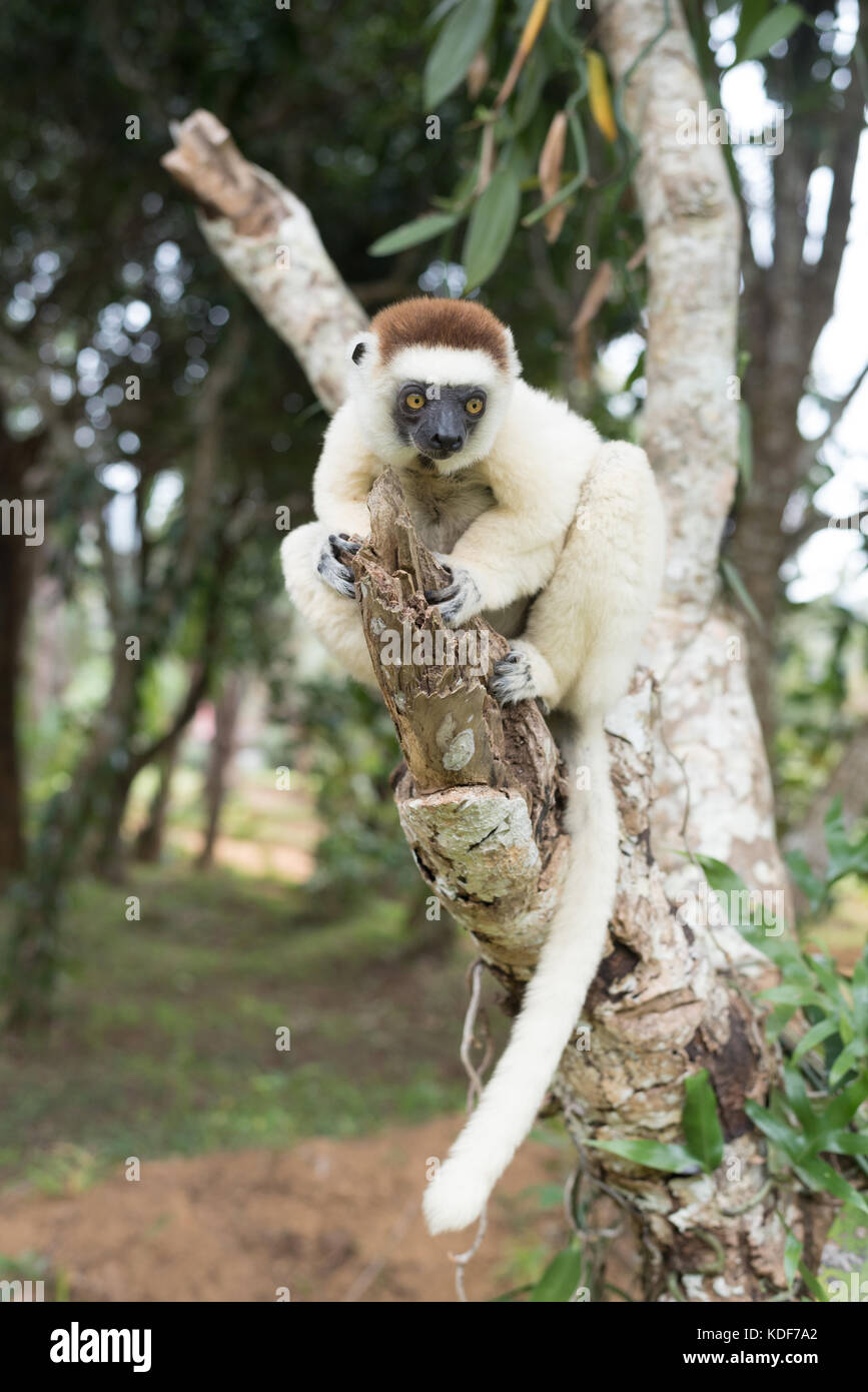 Sifaka lemur in a tree Stock Photo - Alamy