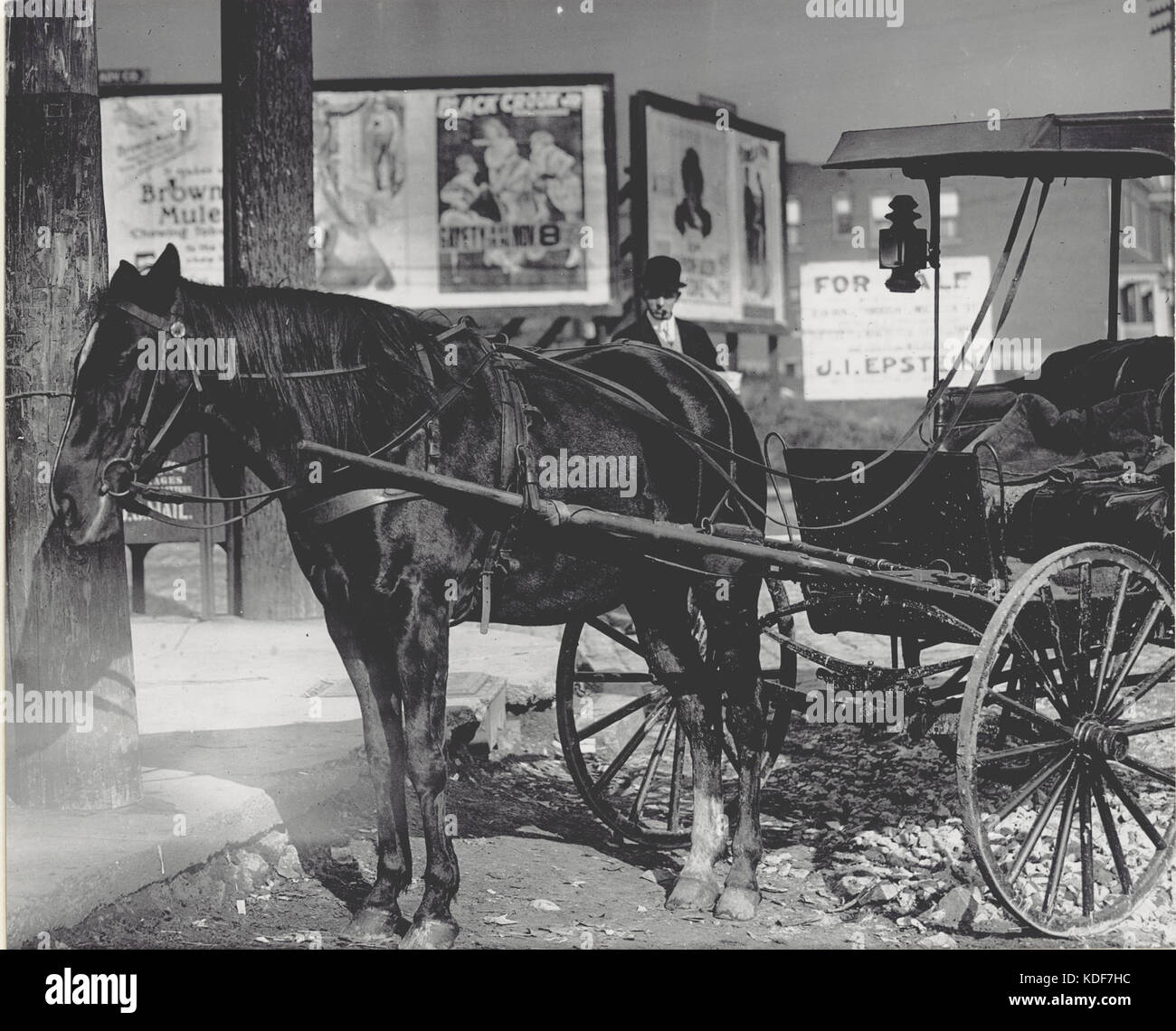 Horse harnessed to a light carriage Stock Photo - Alamy