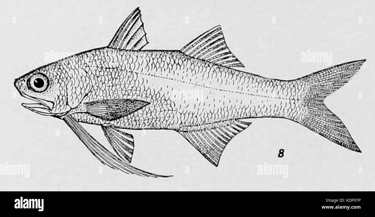 Polydactylus Black and White Stock Photos & Images - Alamy