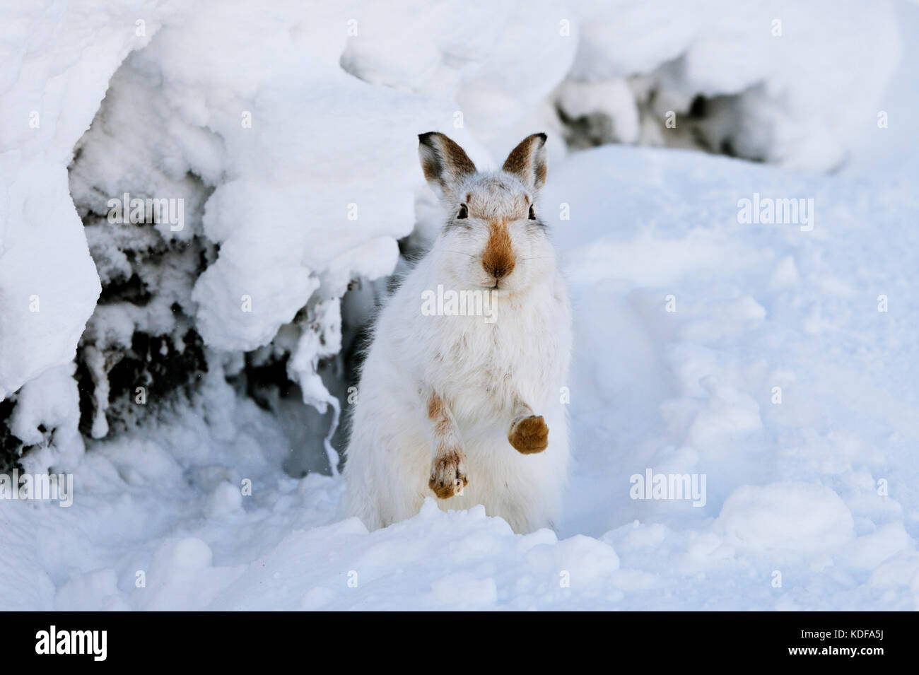 Mountain hare (Lepus timidus) UK Stock Photo - Alamy