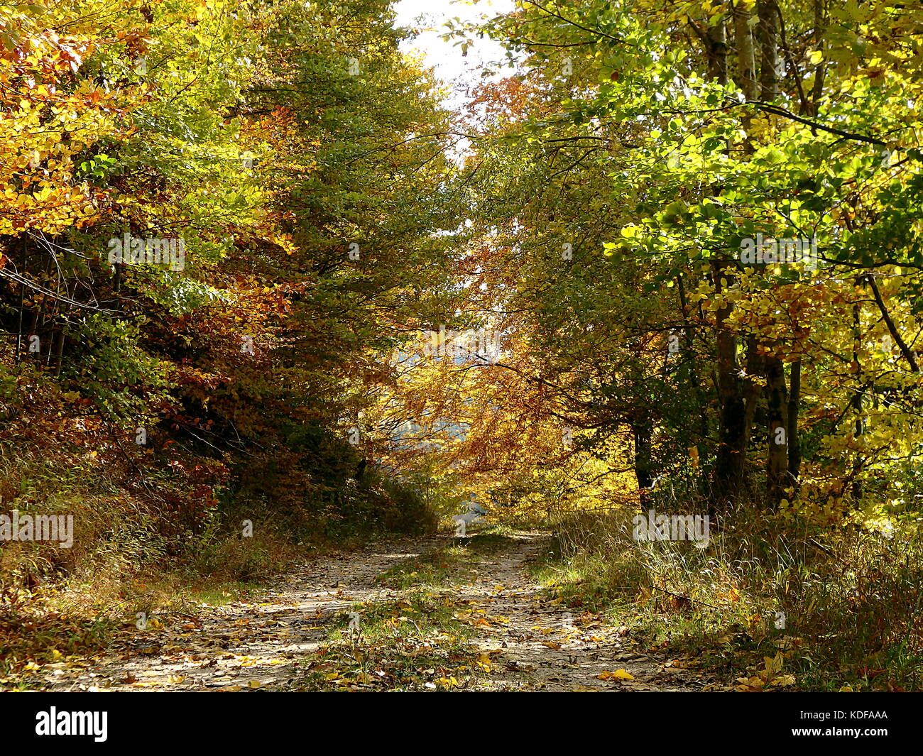 Forest gravel road - autumn, Forest stone path, Gravel road with autumn ...