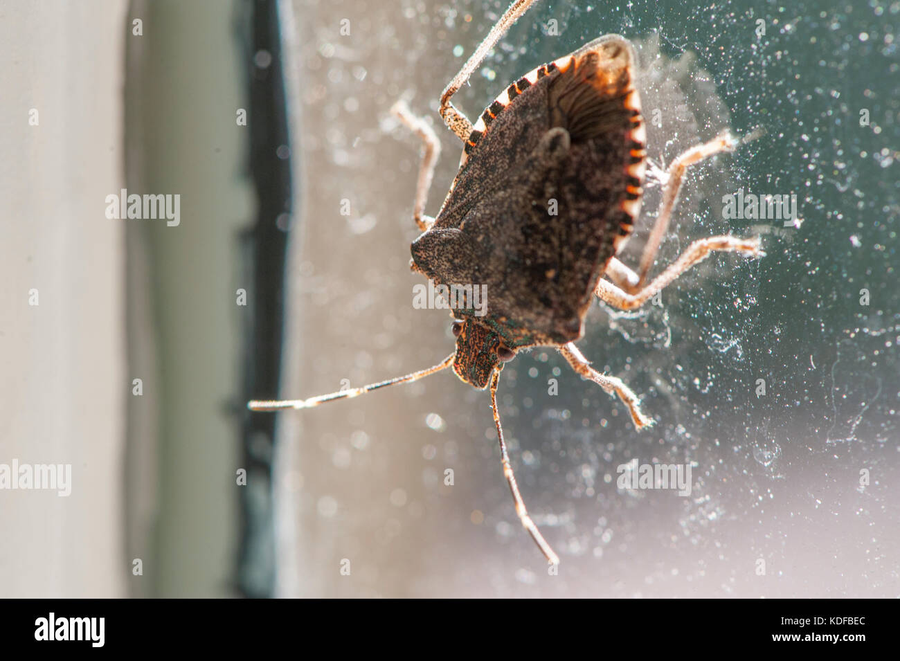 Stink Bug on a Window Pane Stock Photo - Alamy
