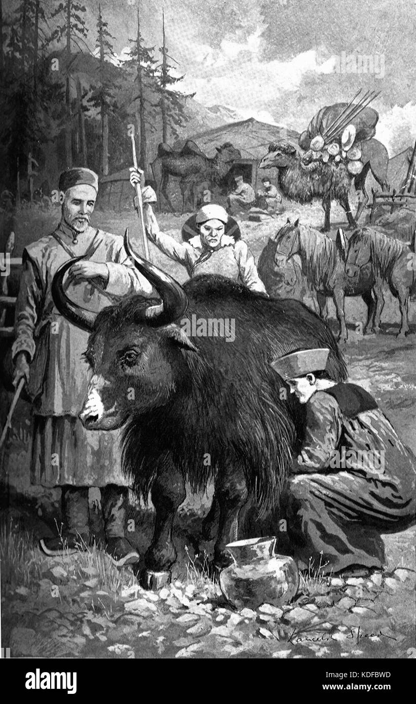 Mongol milking a cow Stock Photo - Alamy