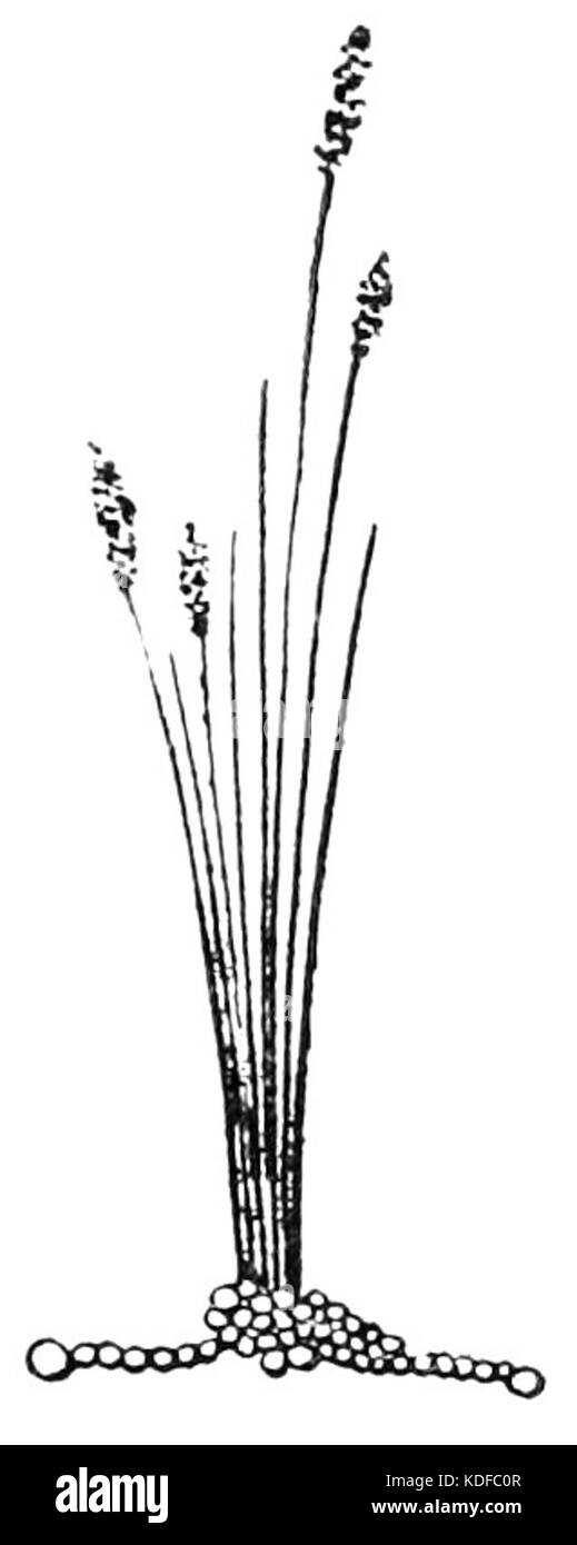 Japanese decorative arts Cut Out Stock Images & Pictures - Alamy