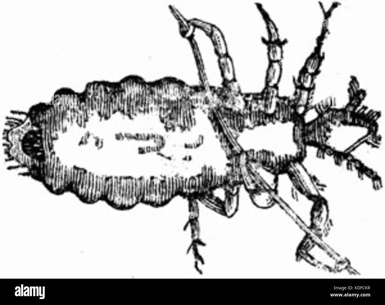 Book Louse High Resolution Stock Photography and Images - Alamy