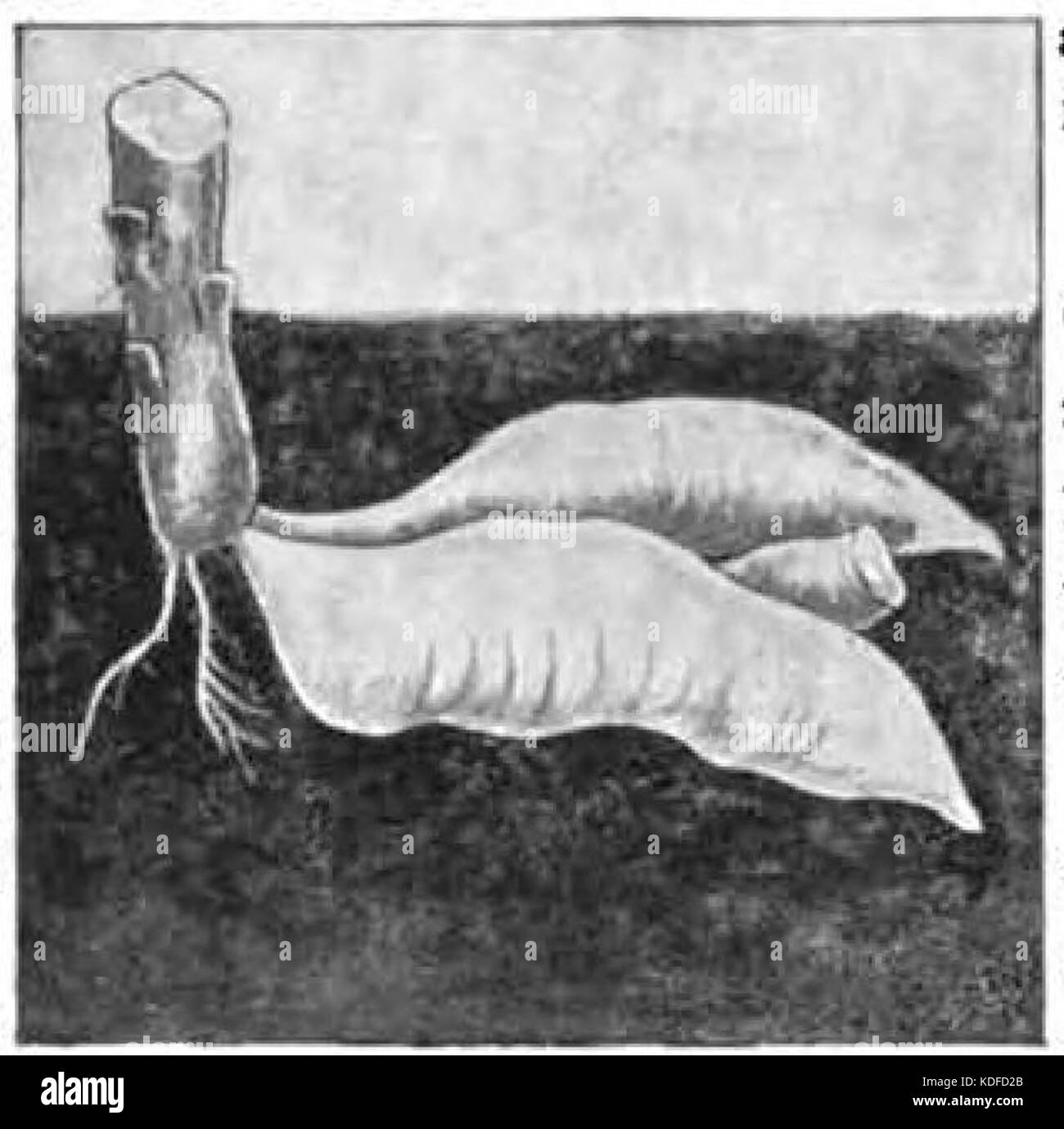 Manioc Black and White Stock Photos & Images - Alamy