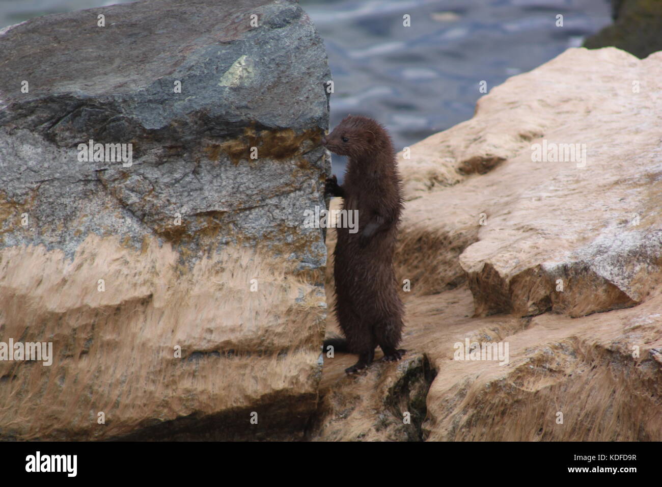 Minx on the rocks in Toronto Island Canada Stock Photo - Alamy