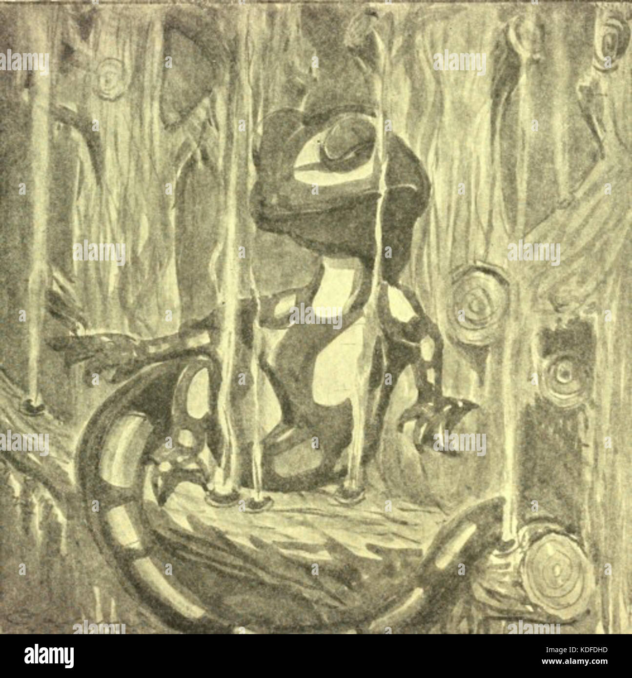 Salamander drawing hi-res stock photography and images - Alamy