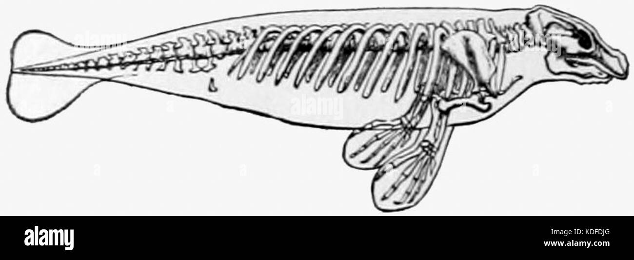 Manatee Skeleton