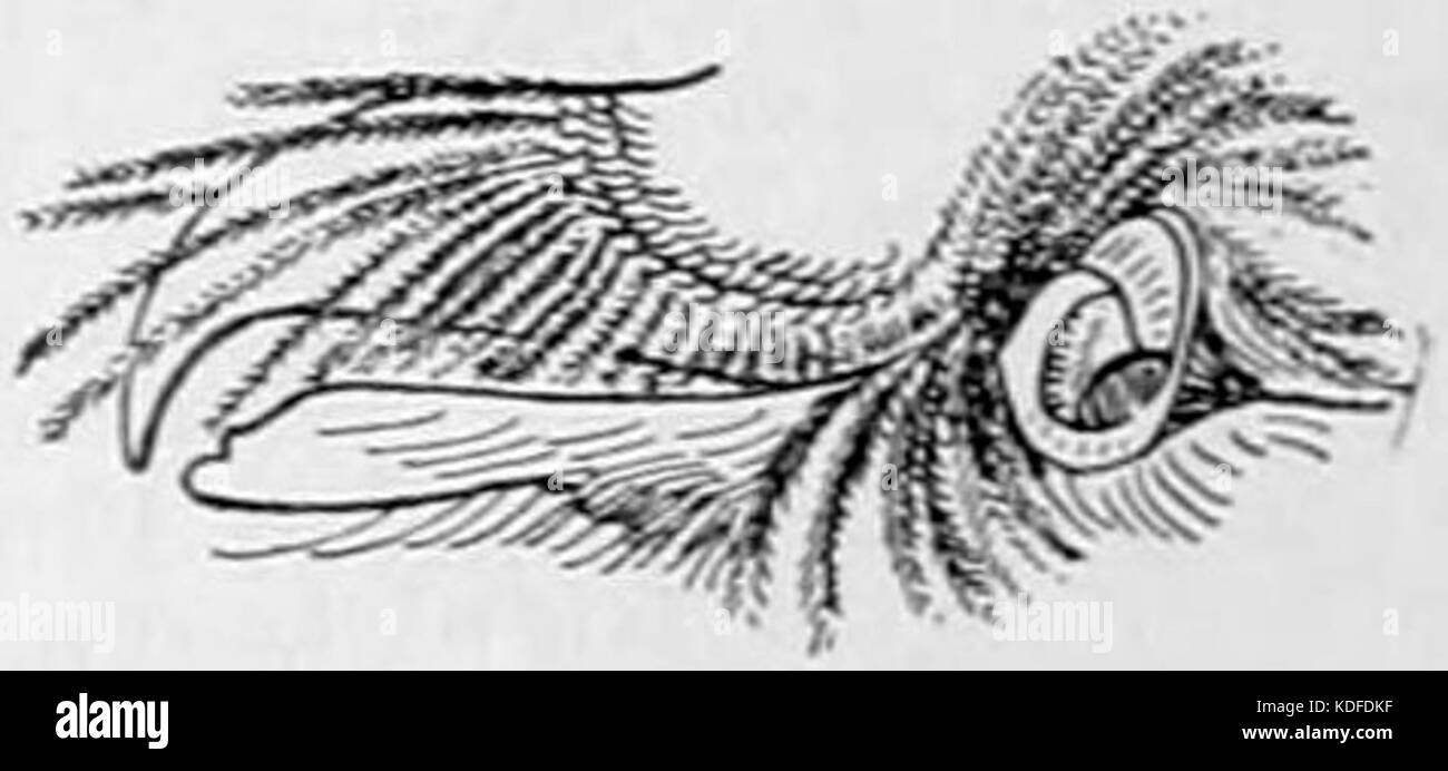 Owl anatomy Black and White Stock Photos & Images - Alamy