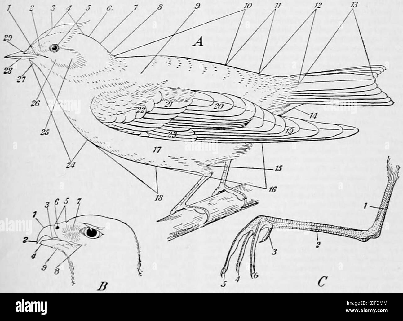 Bird migration map hi-res stock photography and images - Alamy