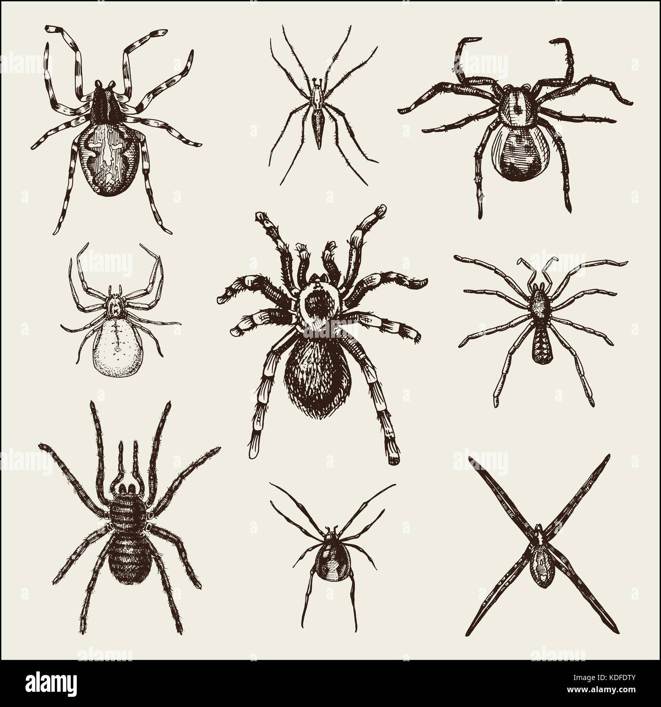 Most Dangerous Insect In The World The Most Dangerous Bugs In The