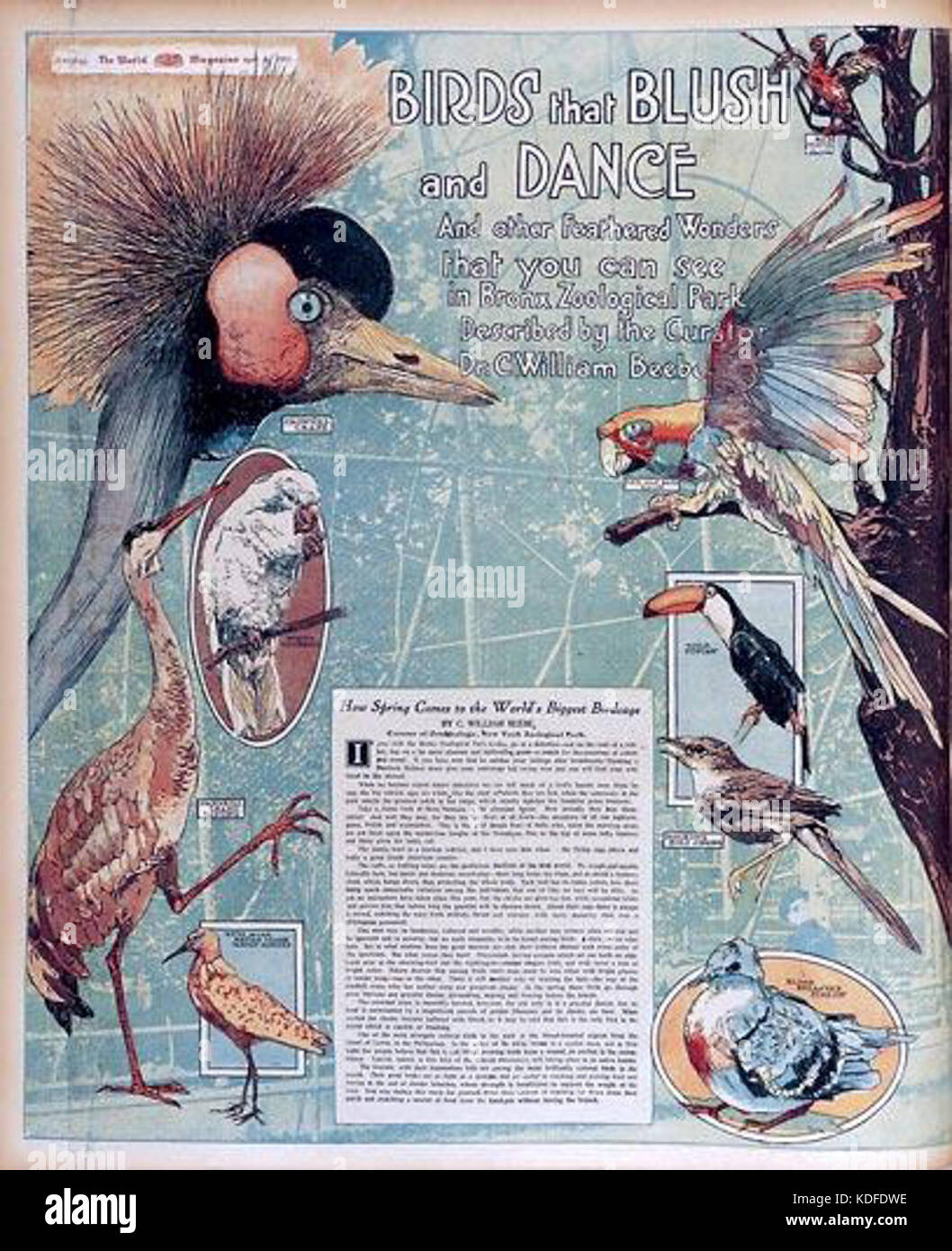 New York World William Beebe Bird Article Apr 8 1906 Stock Photo - Alamy