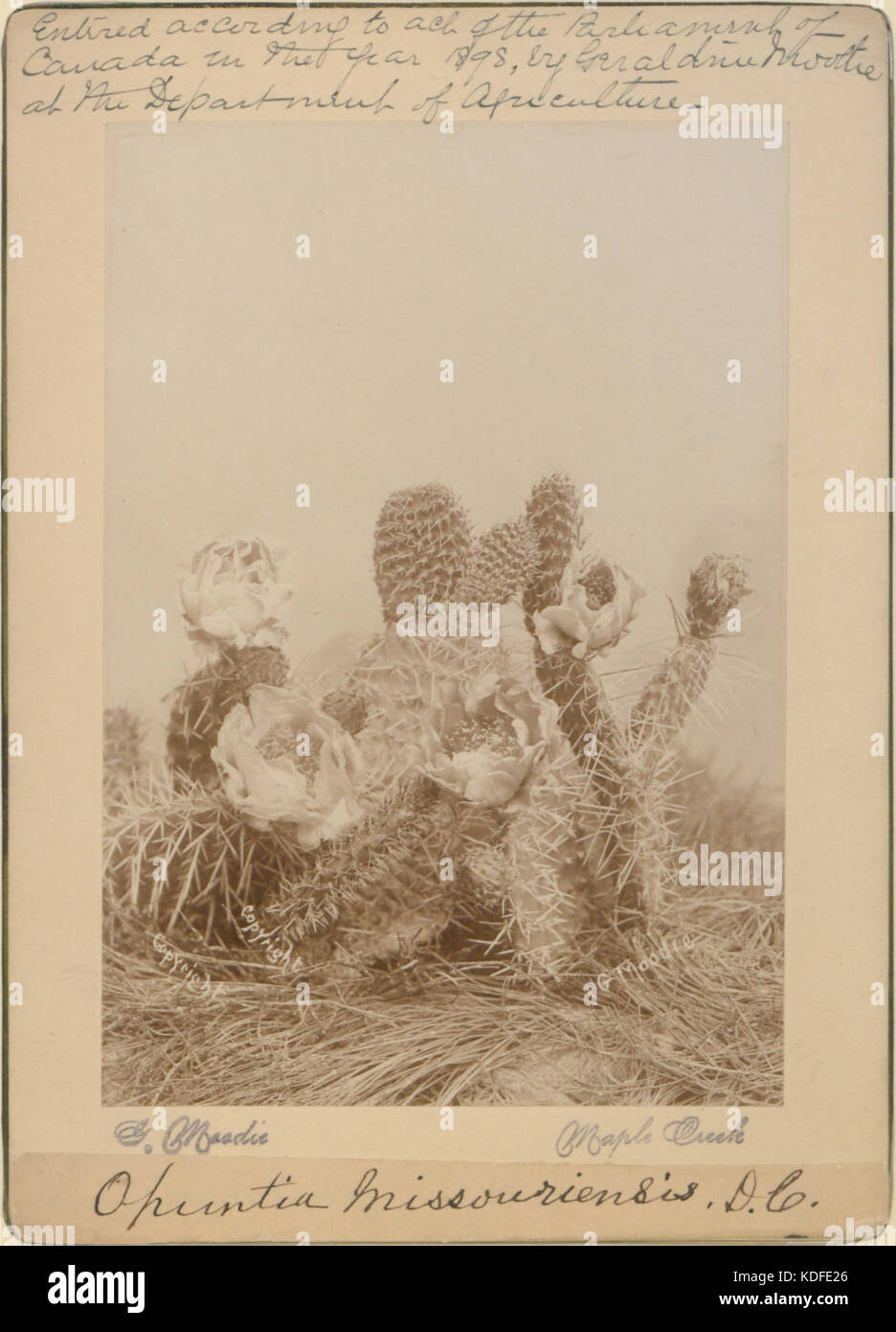 Opuntia missouriensis, DC Prairie cactus Photo A (HS85 10 9837 Stock ...