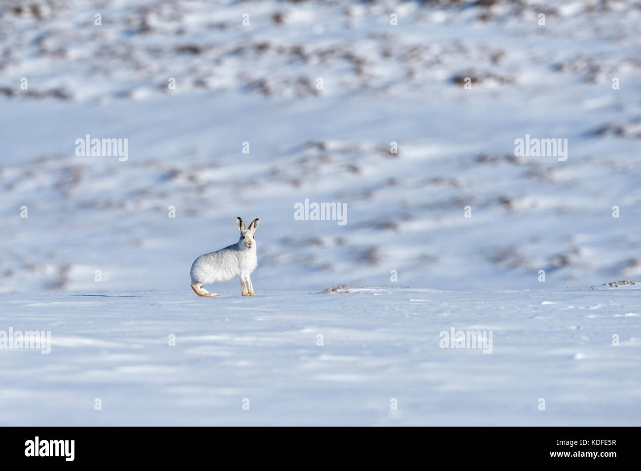Mountain hare (Lepus timidus) UK Stock Photo - Alamy