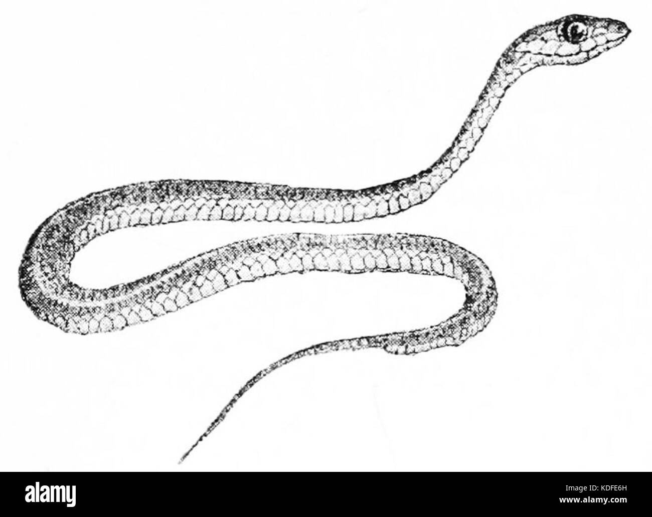 Young newborn baby snake snake hi-res stock photography and images - Alamy