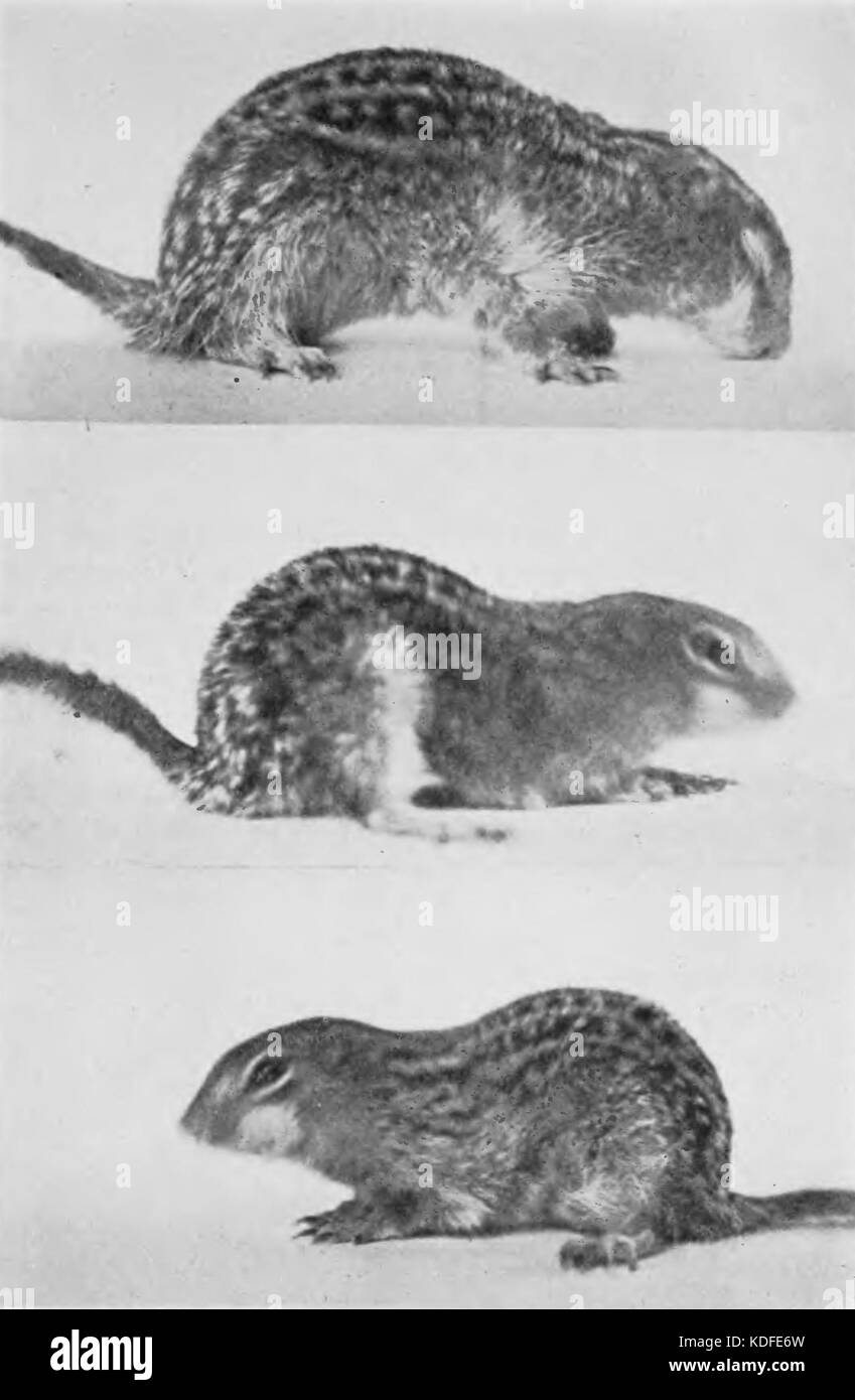 Lined ground squirrel hibernation hi-res stock photography and images ...