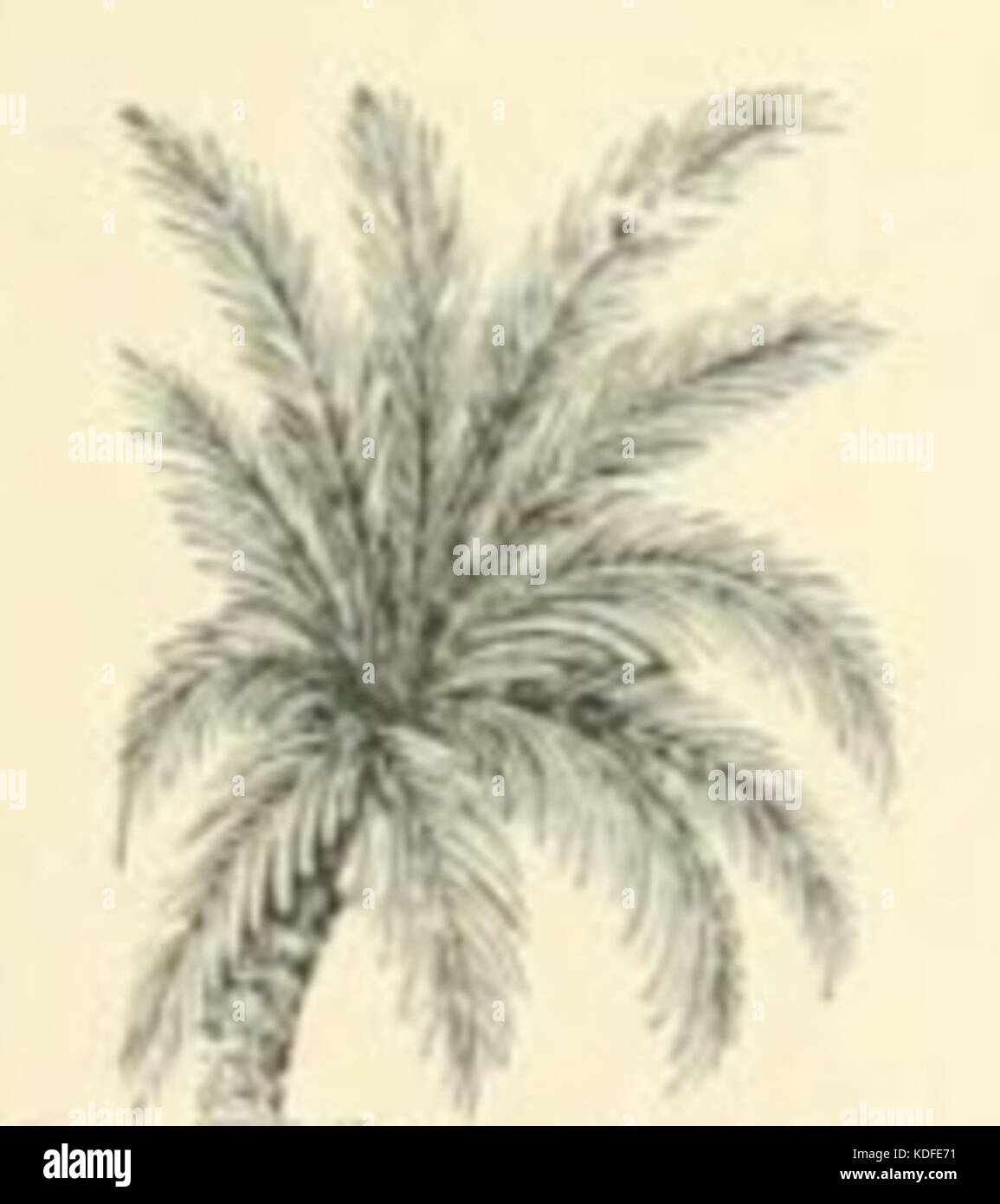 Palm Tree Drawing Stock Photo - Alamy