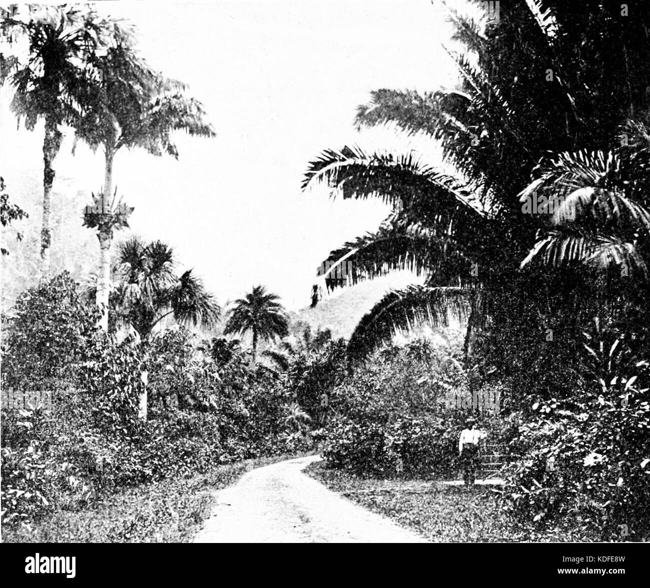 PSM V86 D050 Entrance to castleton gardens with attalaea palm Stock ...