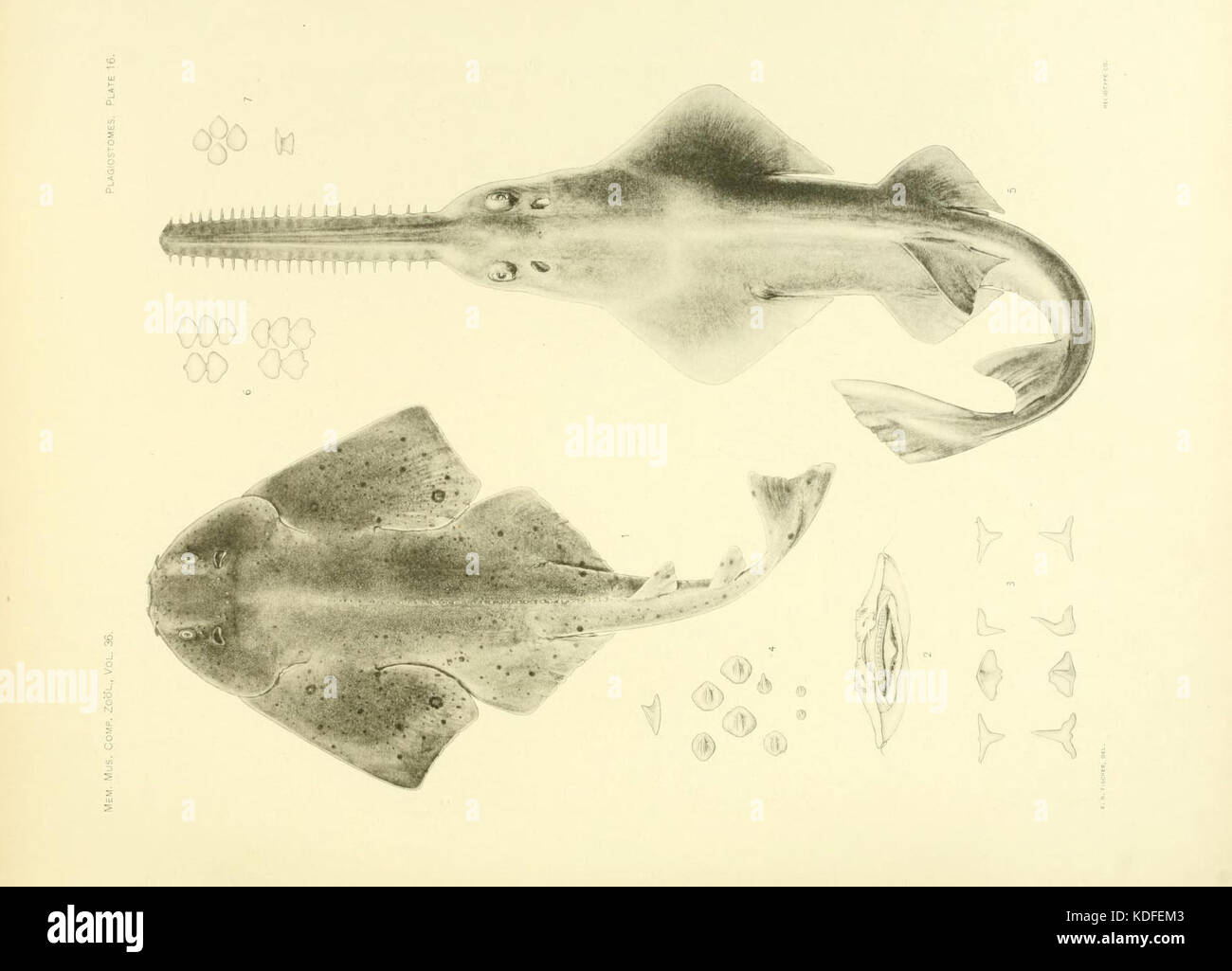 Class Chondrichthyes Pristis