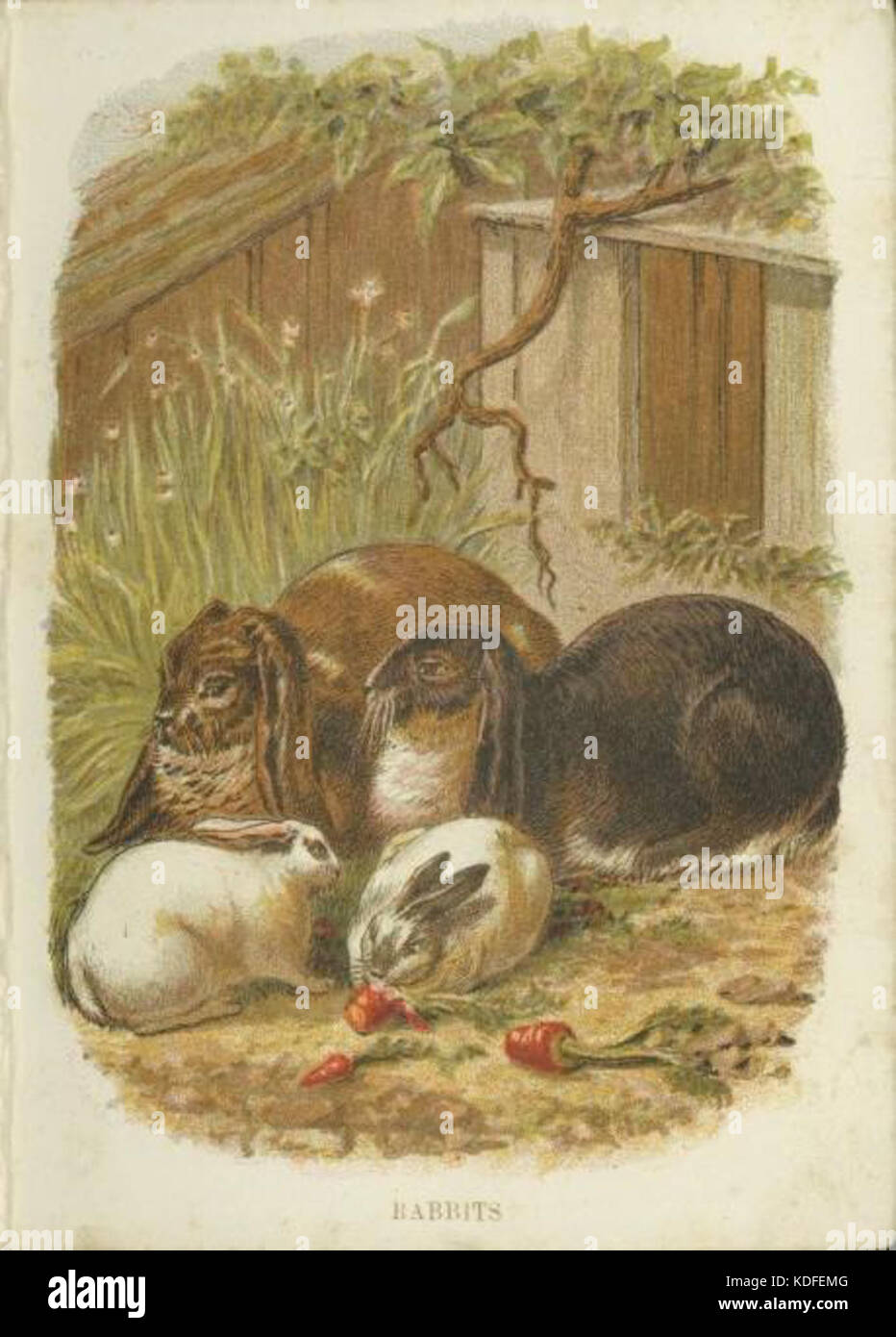 Rabbit Family Drawing (1 Stock Photo - Alamy
