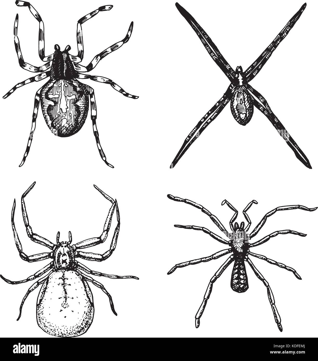 Spider or arachnid species, most dangerous insects in the world, old ...