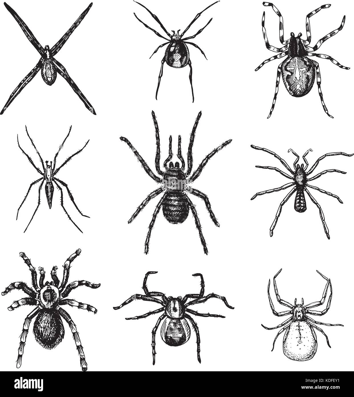 Spider or arachnid species, most dangerous insects in the world, old ...